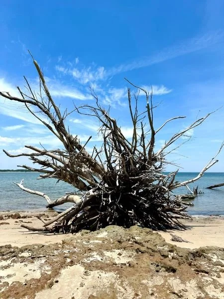 Boneyard Beach - Big Talbot Island, Florida — Vacationing Vagabond