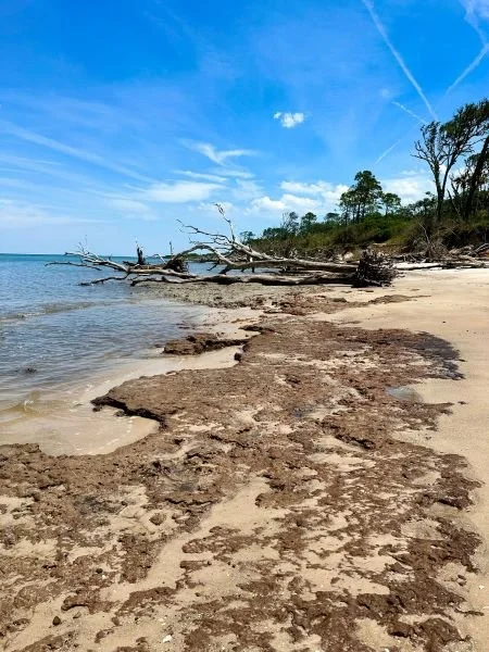 Boneyard Beach - Big Talbot Island, Florida — Vacationing Vagabond
