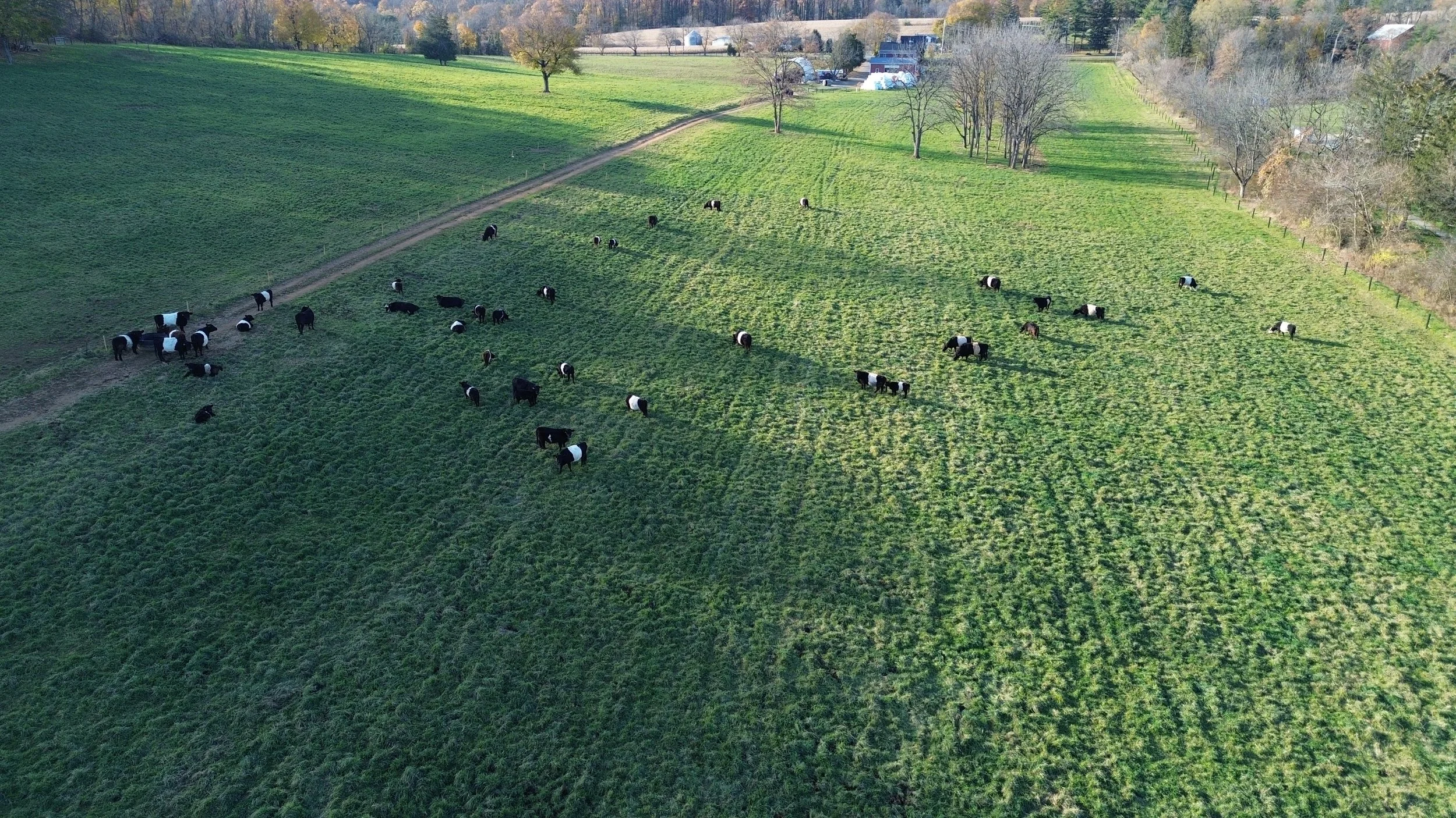 Pilgrim Farms Cattle Company | Non-GMO Grass-Fed Beef