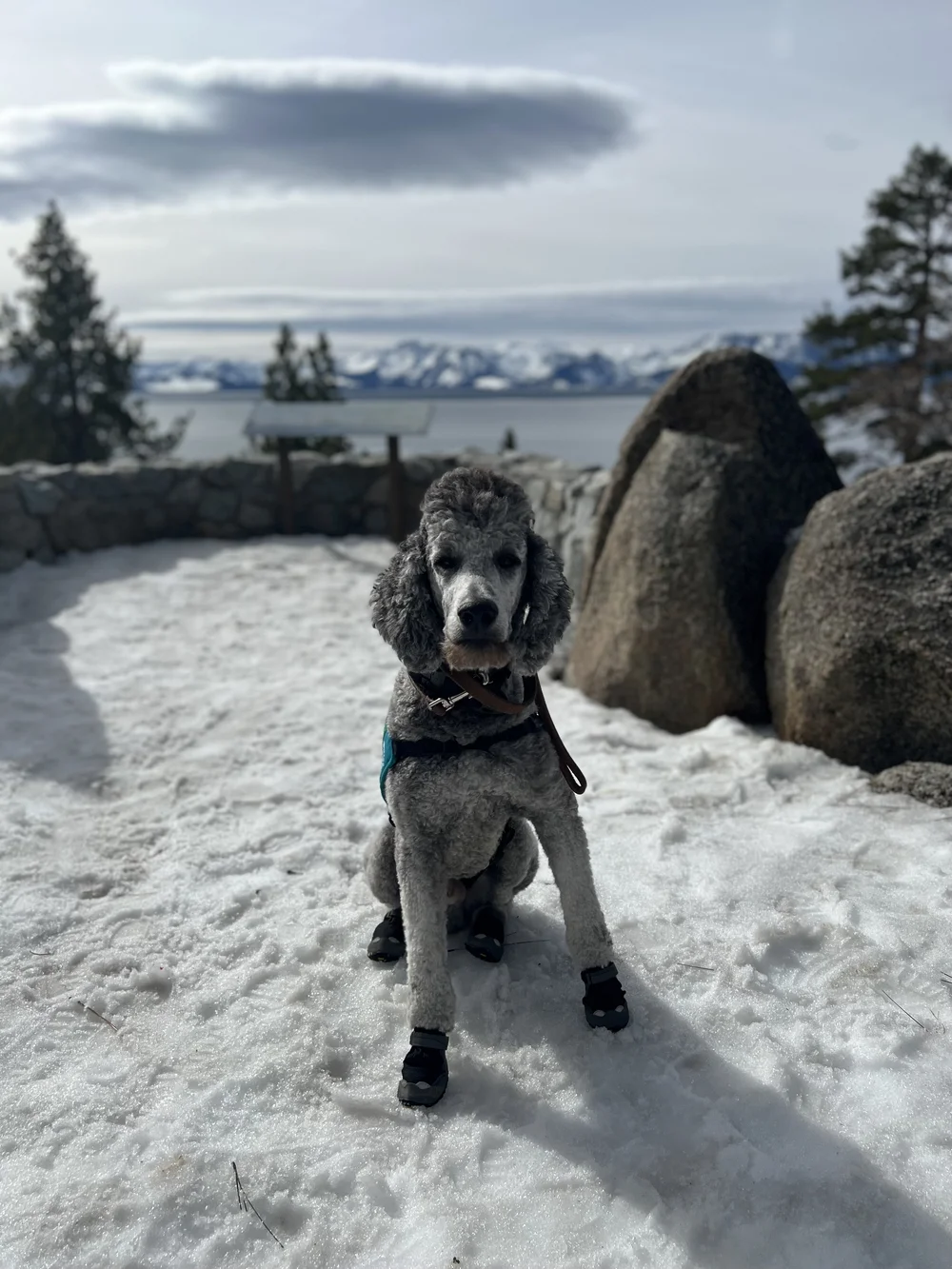 About 1 — Apex Dog Training