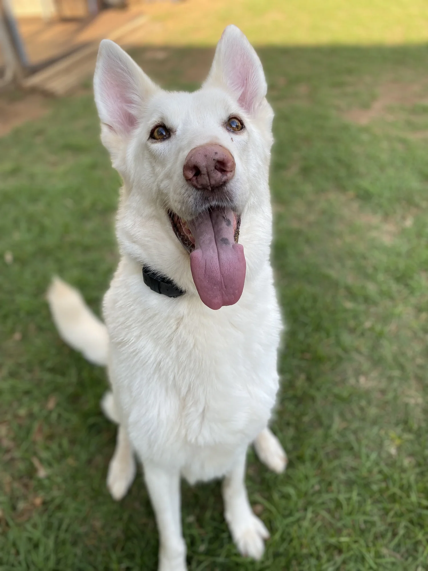 Apex Dog Training FAQs — Apex Dog Training