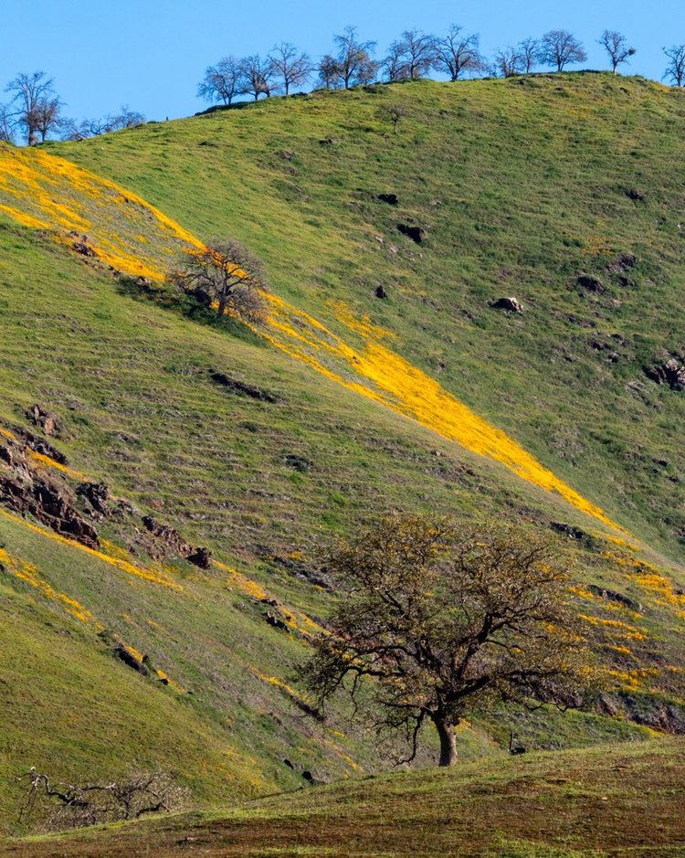 Sequoia Riverlands Trust