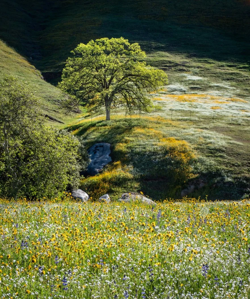 Events — Sequoia Riverlands Trust