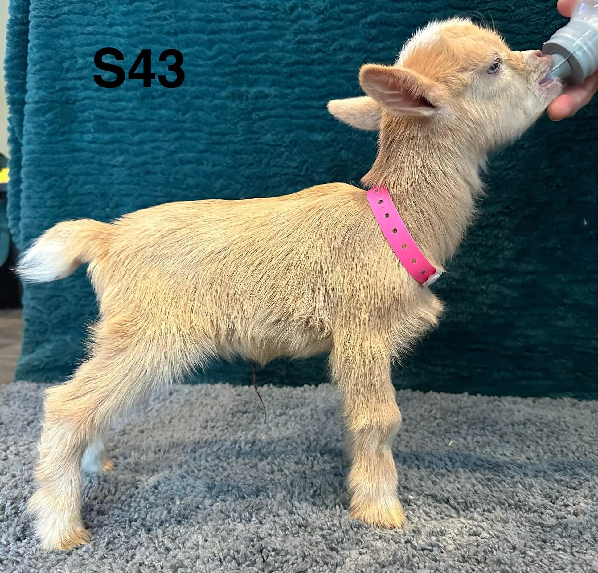 Goats For Sale — Stomping C Farms