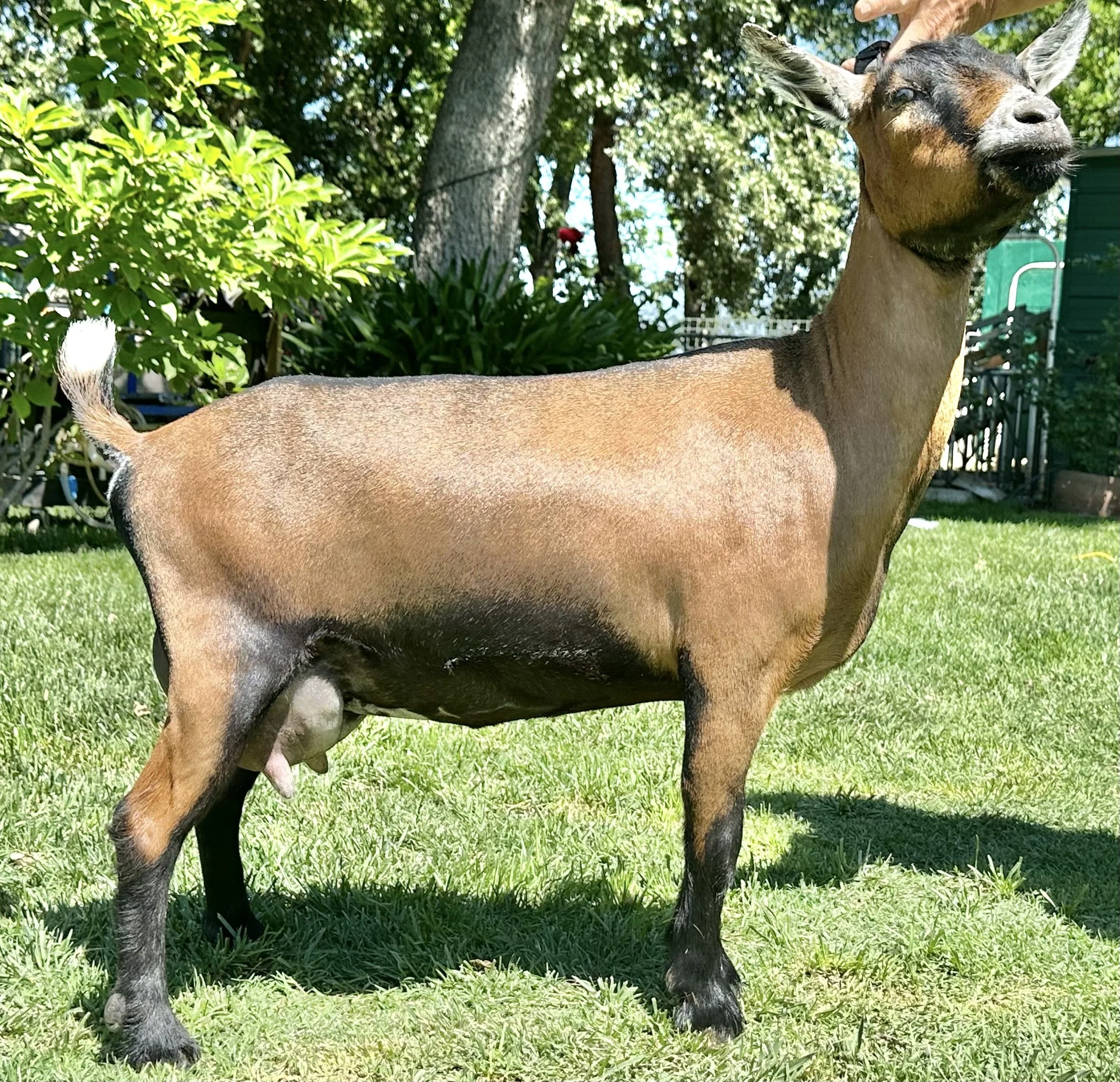 Goats For Sale — Stomping C Farms