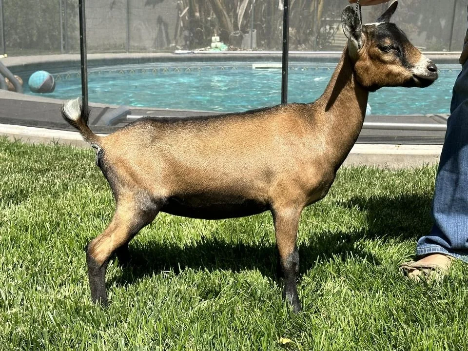 Goats For Sale — Stomping C Farms