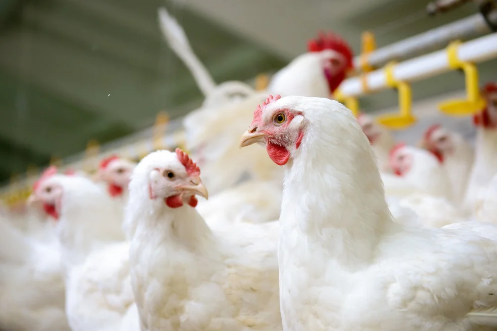 Hallmarkvcs Poultry Culling Services: UK’s Leading Avian Health ...
