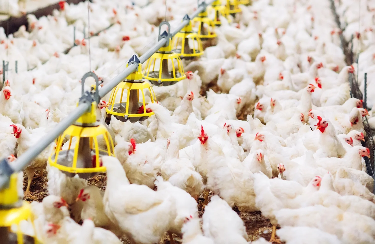 Hallmarkvcs Poultry Culling Services: UK’s Leading Avian Health ...