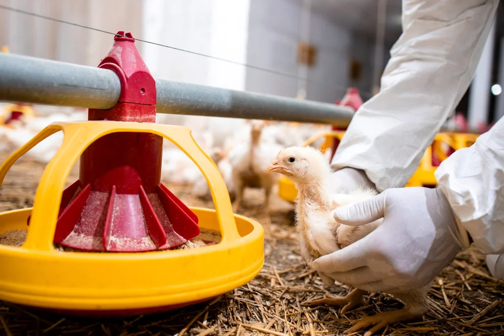 Hallmarkvcs Poultry Culling Services: UK’s Leading Avian Health ...