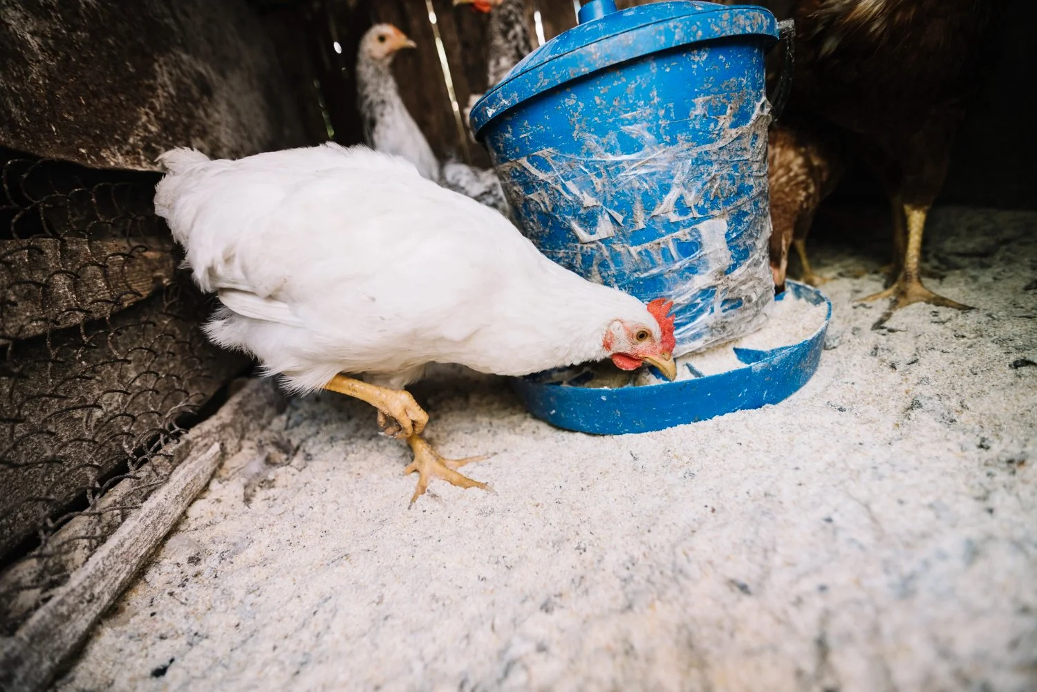 Hallmarkvcs Poultry Culling Services: UK’s Leading Avian Health ...