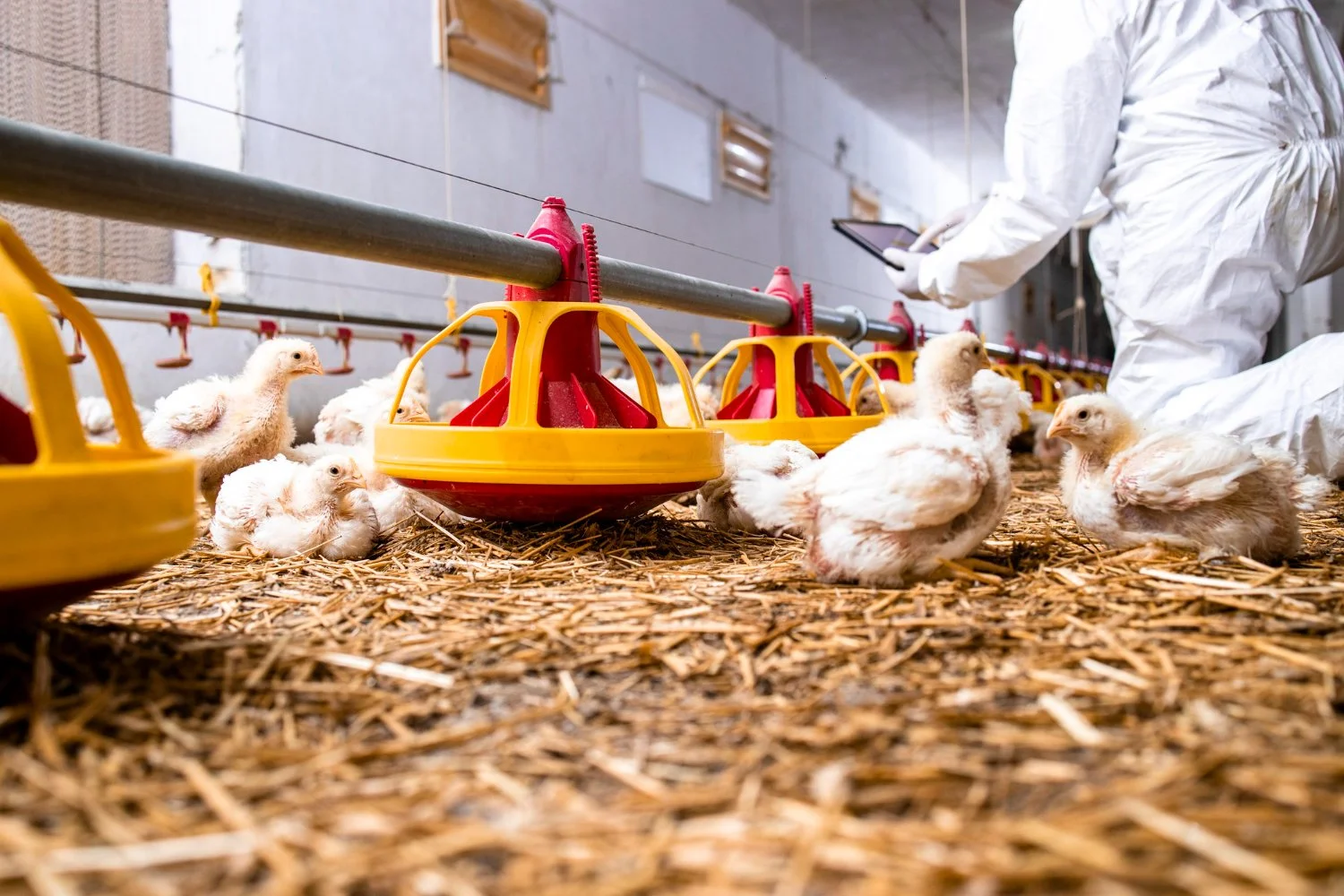 Hallmarkvcs Poultry Culling Services: UK’s Leading Avian Health ...