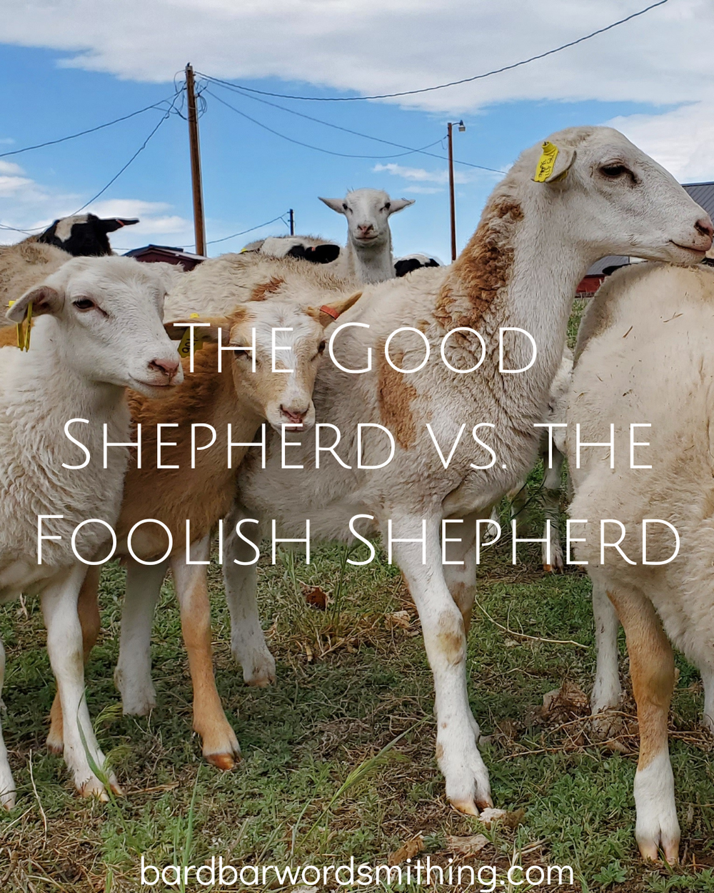 The Good Shepherd vs. the Foolish Shepherd — Bar-D-Bar Wordsmithing