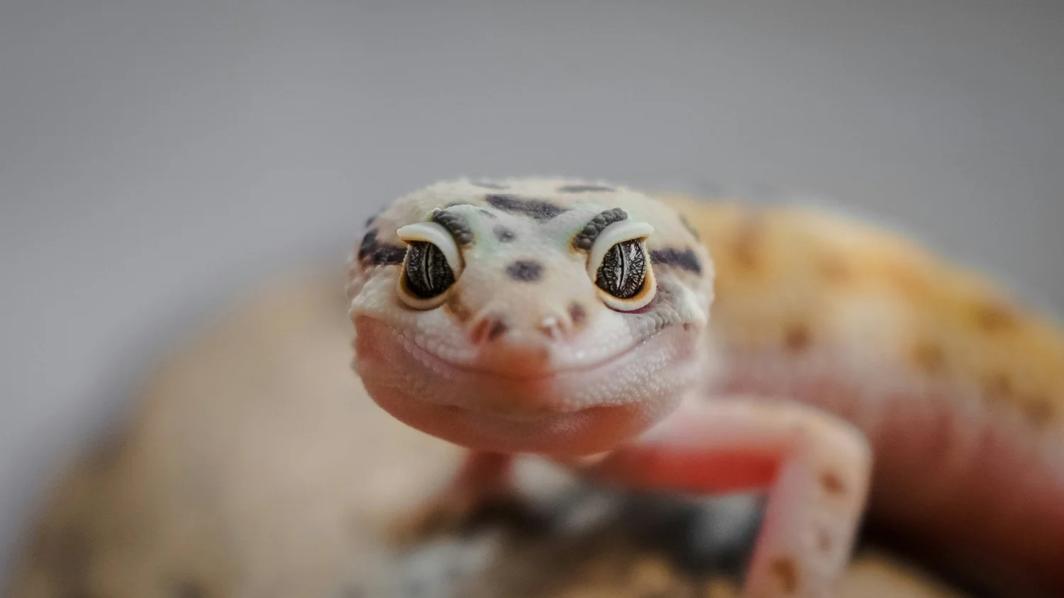 Guide to Housing and Environment for Exotic Animals — Jigsaw Animal ...