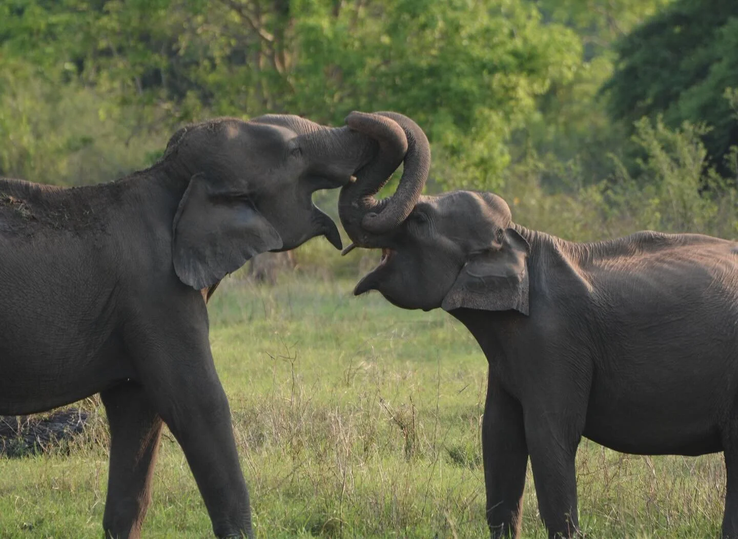Media — The Sri Lanka Elephant Project