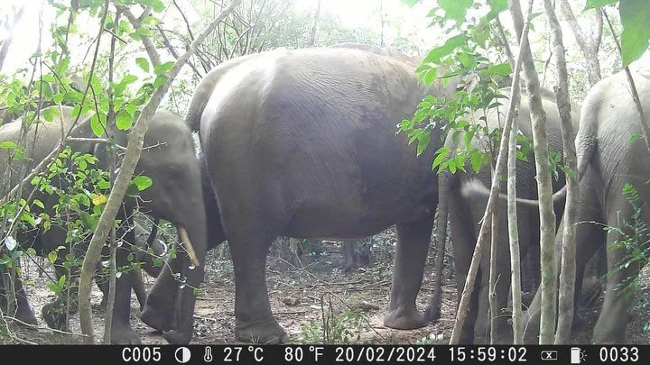 Media — The Sri Lanka Elephant Project