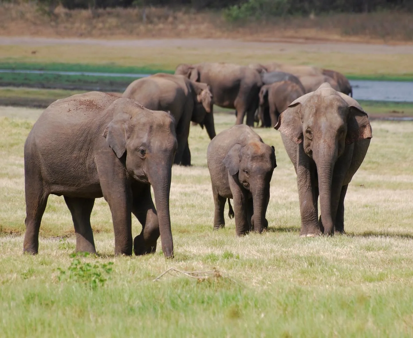 Media — The Sri Lanka Elephant Project