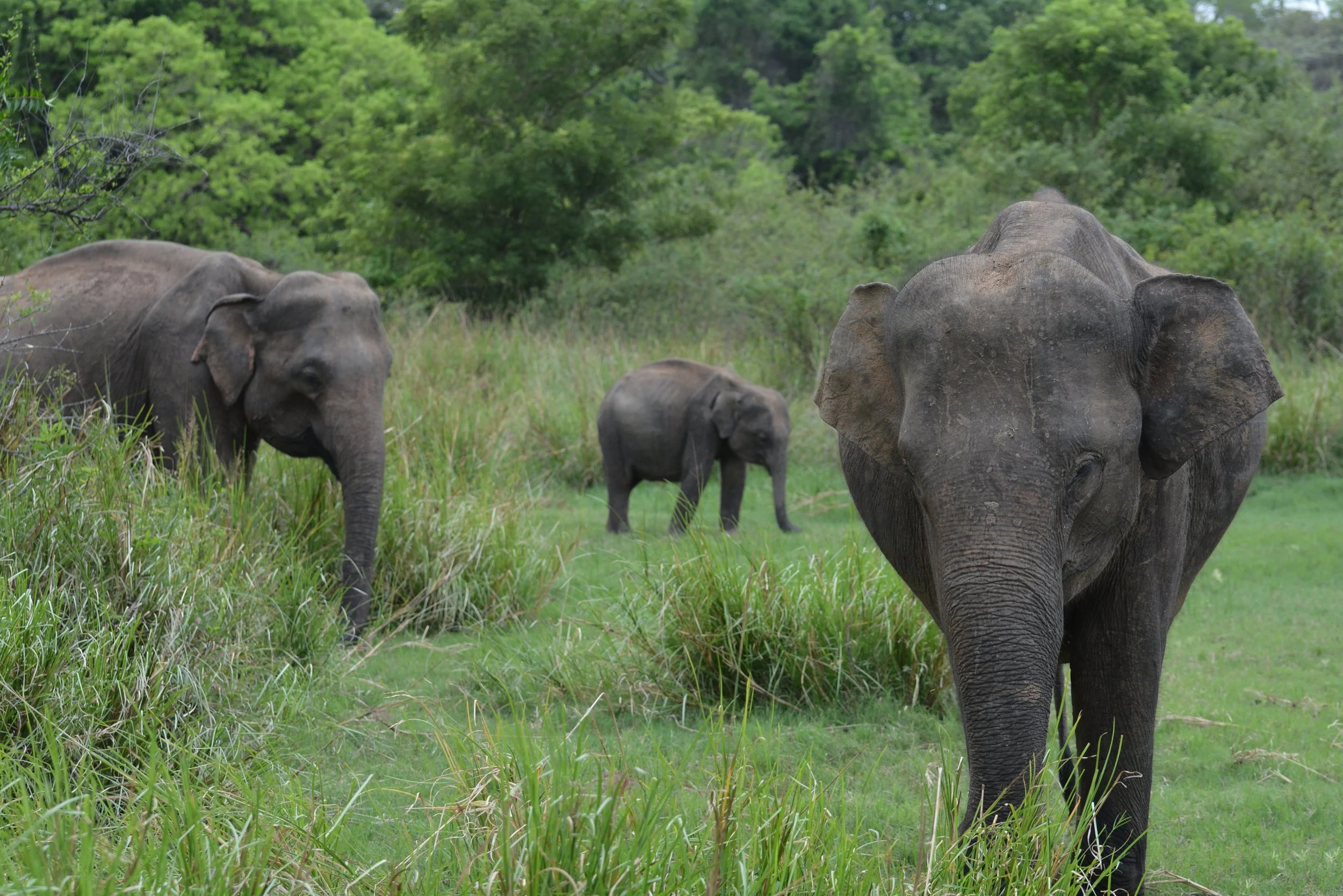 The Sri Lanka Elephant Project