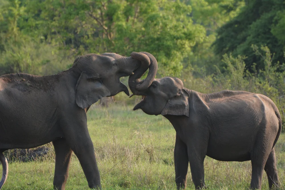 Research — The Sri Lanka Elephant Project