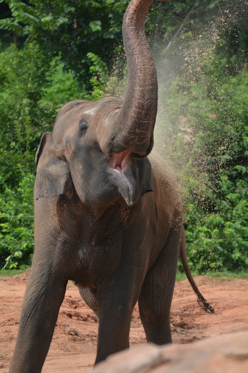 Conservation — The Sri Lanka Elephant Project