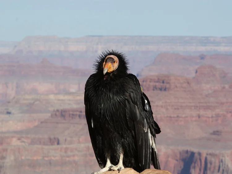 Unique Hotels near Lees Ferry, Vermillion Cliffs & Bitter Springs — MCML