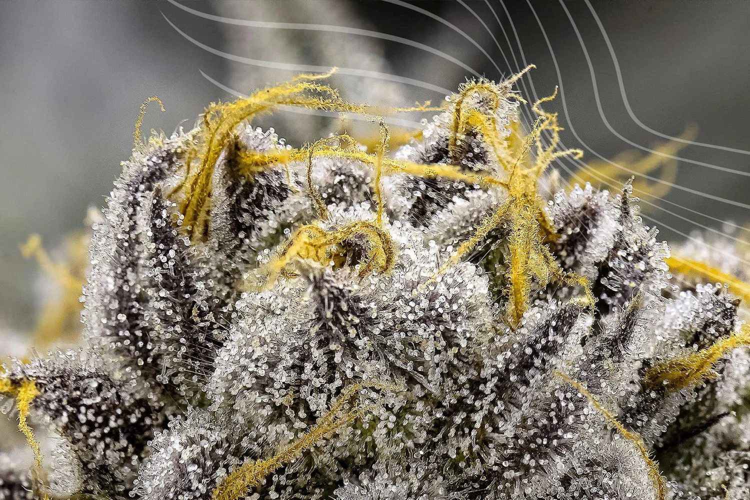 Cannabis Transdermal Patches — Synergy Skin Worx™