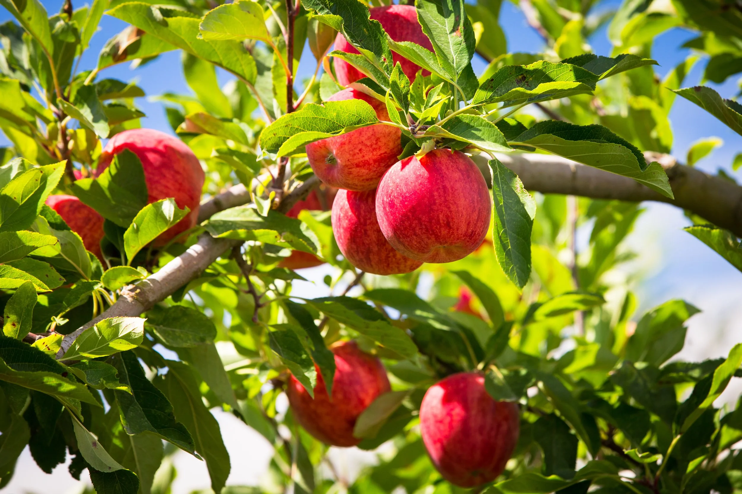 Apples - Organic Varieties — Bostock NZ