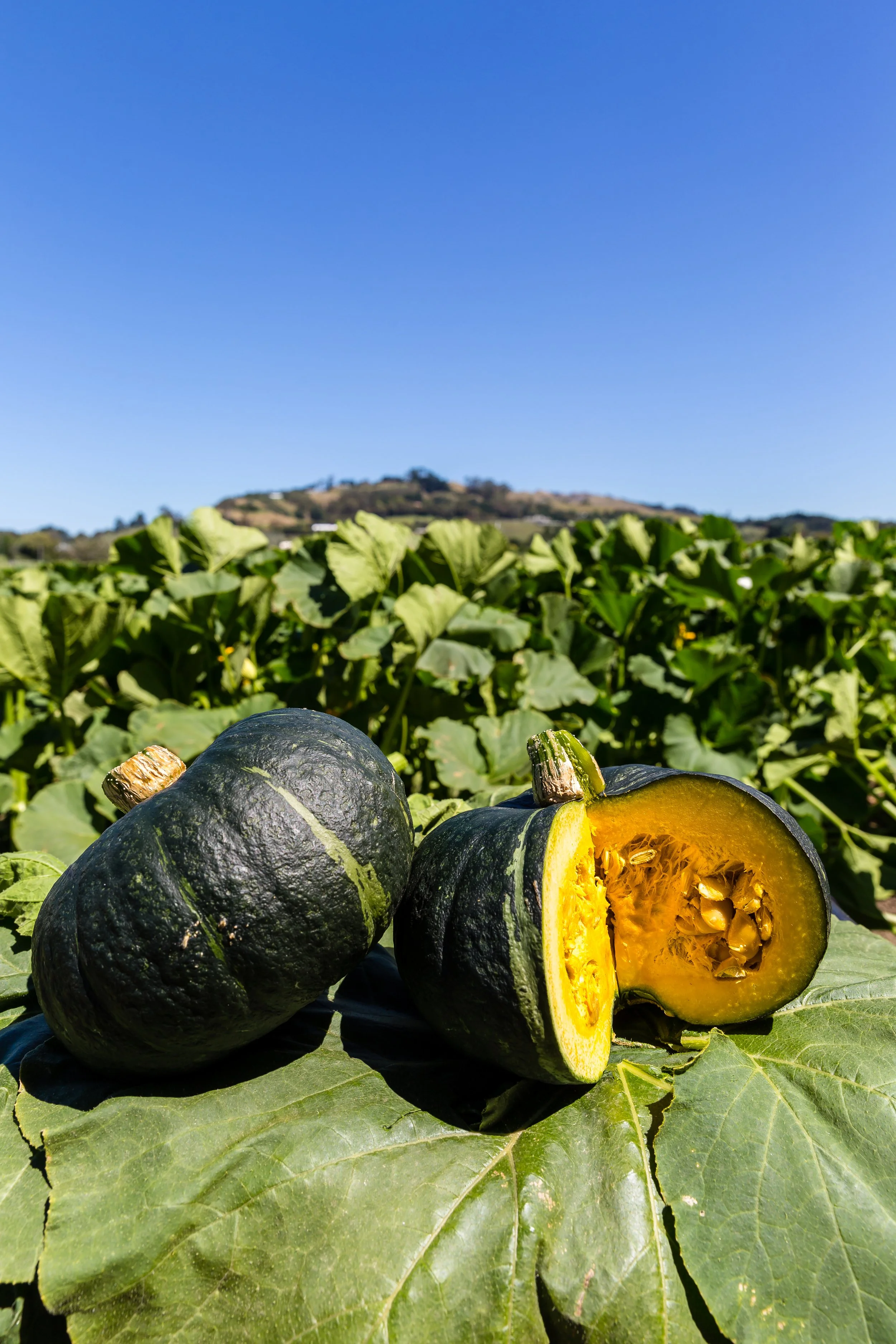 Marron d'Or Squash — Bostock NZ