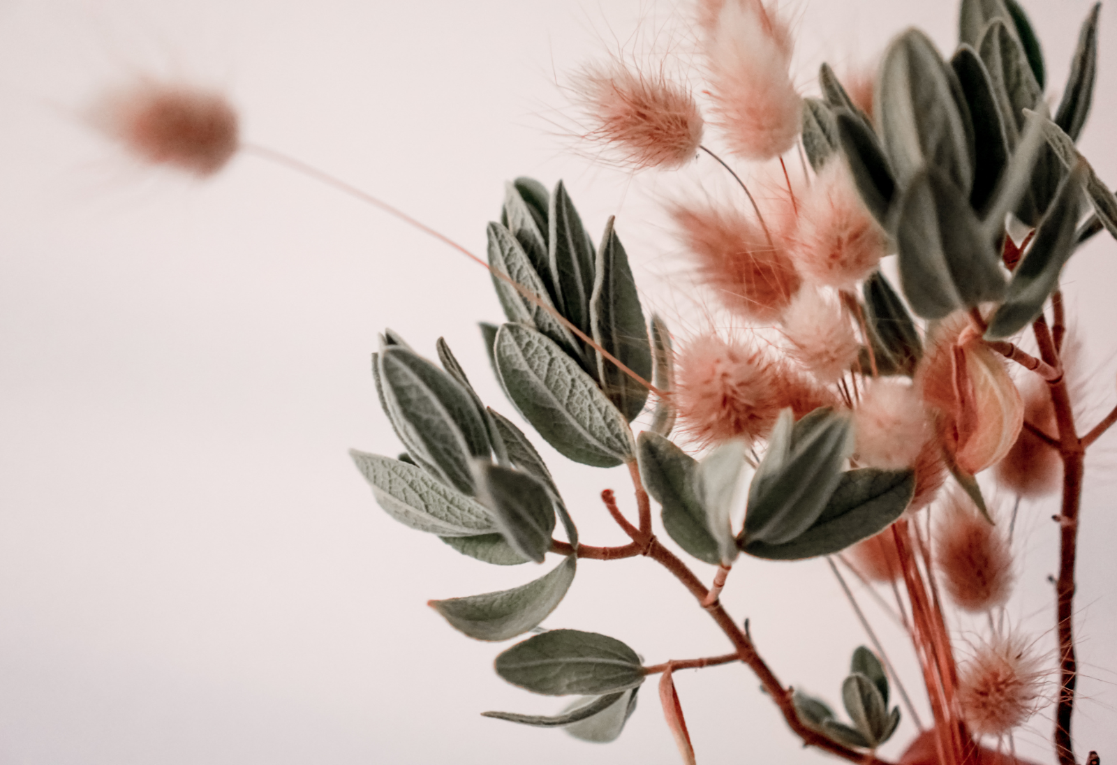 Naturopath Perth | Elan Vital Health - Jane Porter