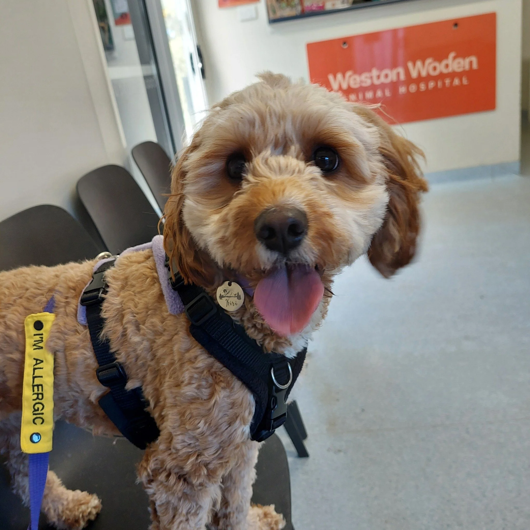 Weston Woden Animal Hospital