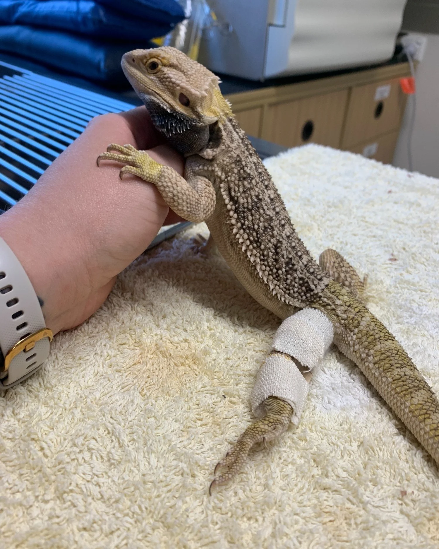 Our Veterinarian Services General Medicine, Surgery to Exotic pets ...