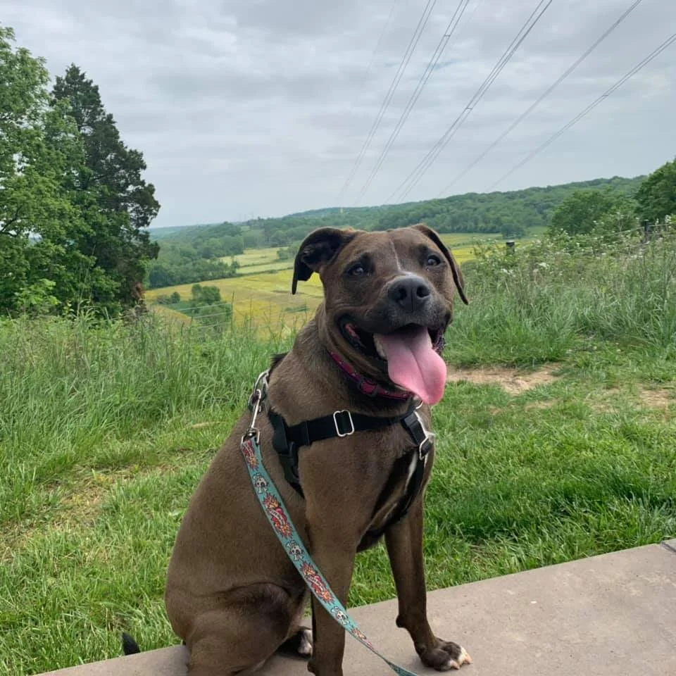 Services — Gr8ful Paws Pet Care, LLC