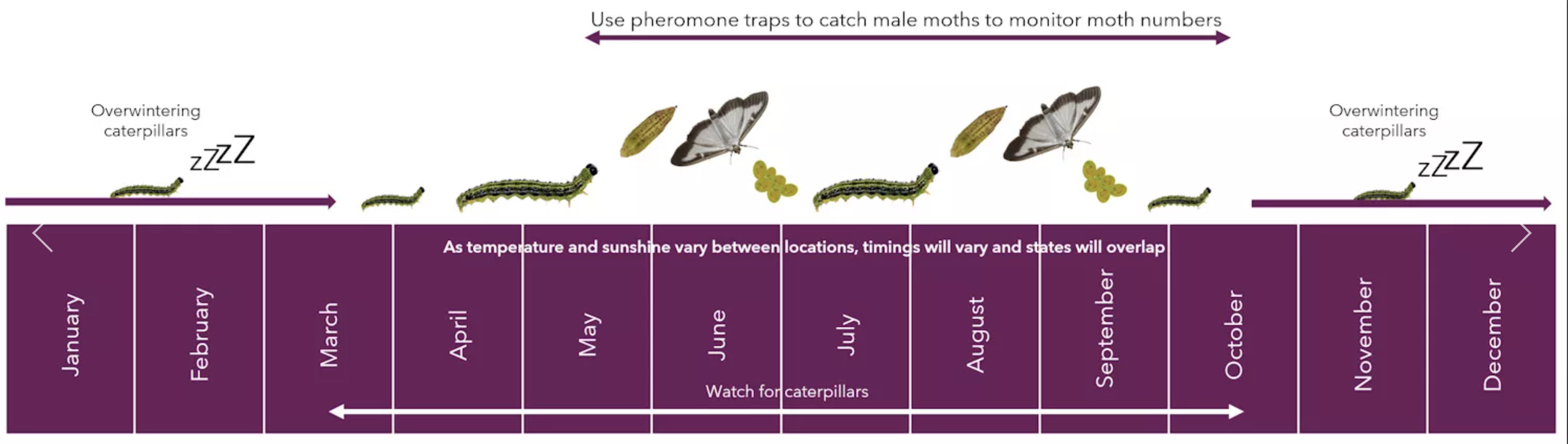 Box Tree Moth: A Guide — Gardenette | Garden designs for DIYers in WNY