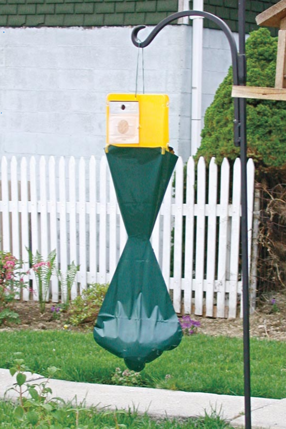 Beetle Battle — Gardenette | Garden designs for DIYers in WNY