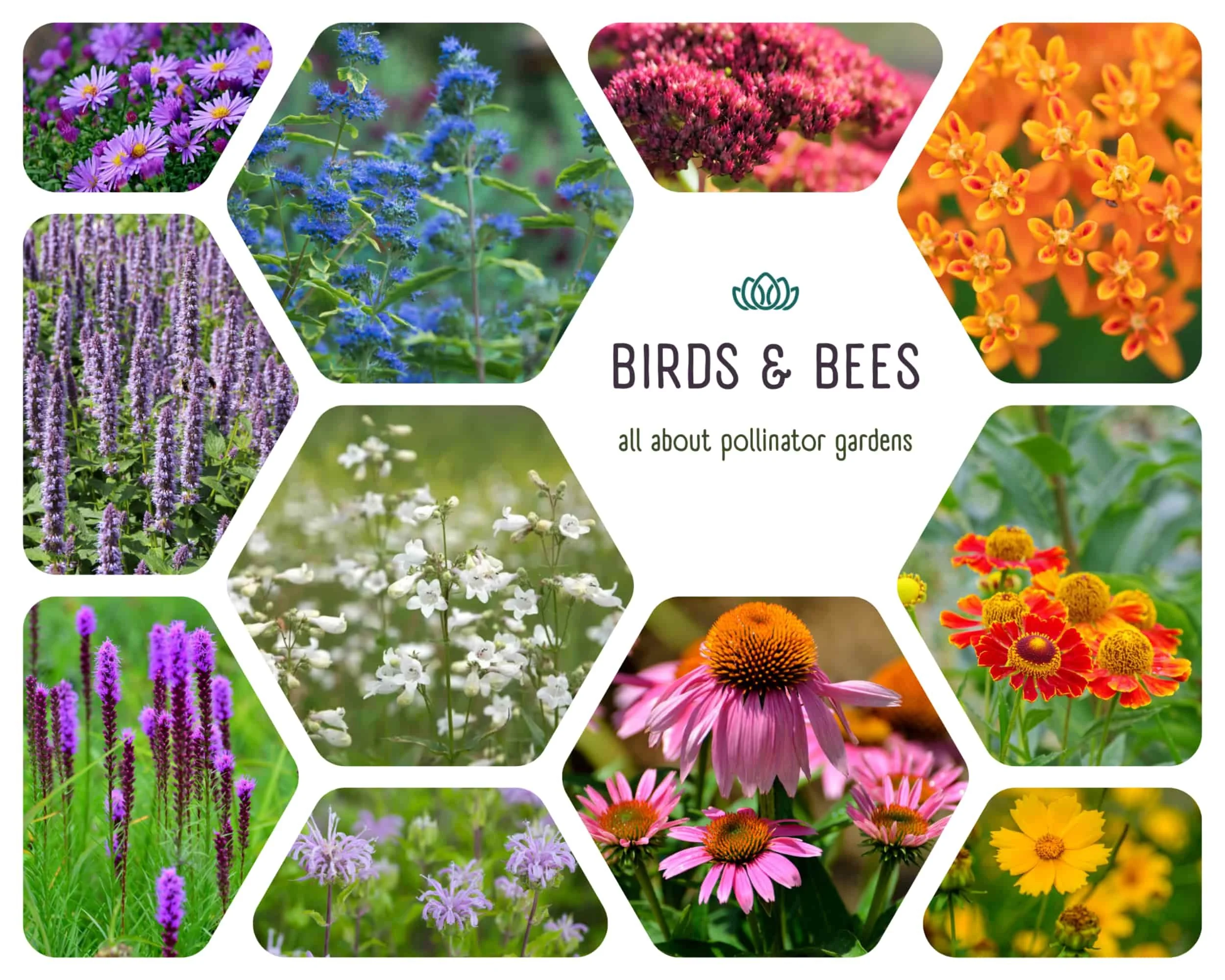 Designing a Pollinator Garden — Gardenette | Garden designs for DIYers ...