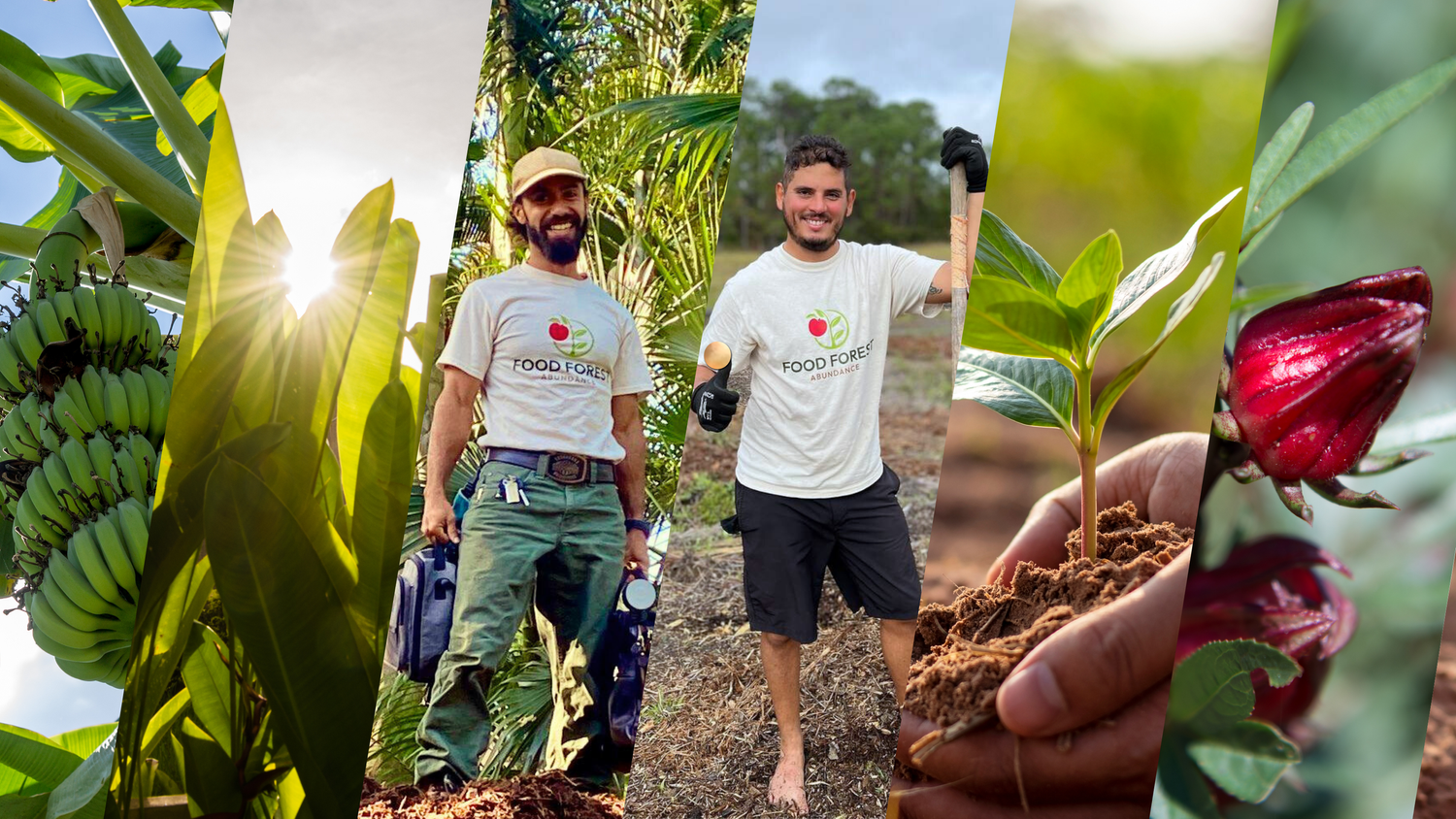 FOOD FOREST ABUNDANCE