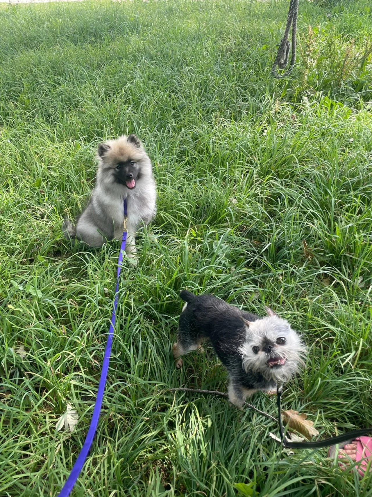 P-K Pet Resort & Spa