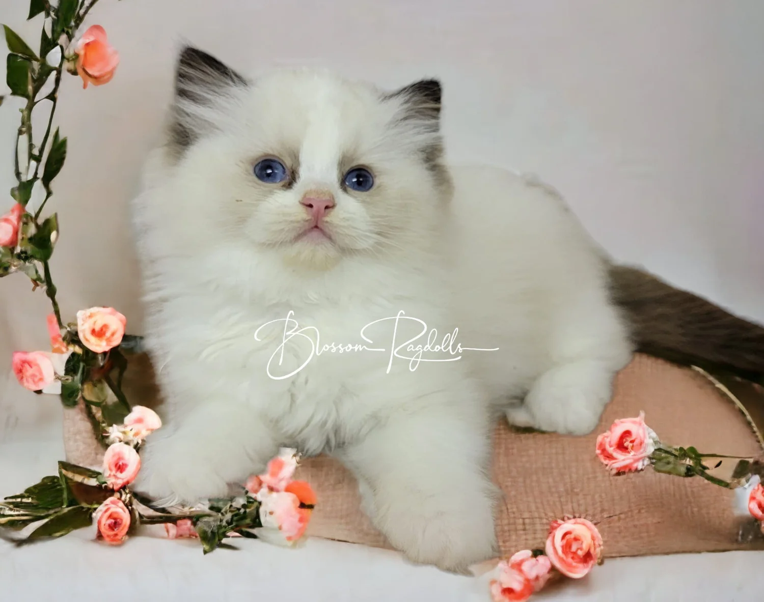 Gallery — Blossom Ragdolls