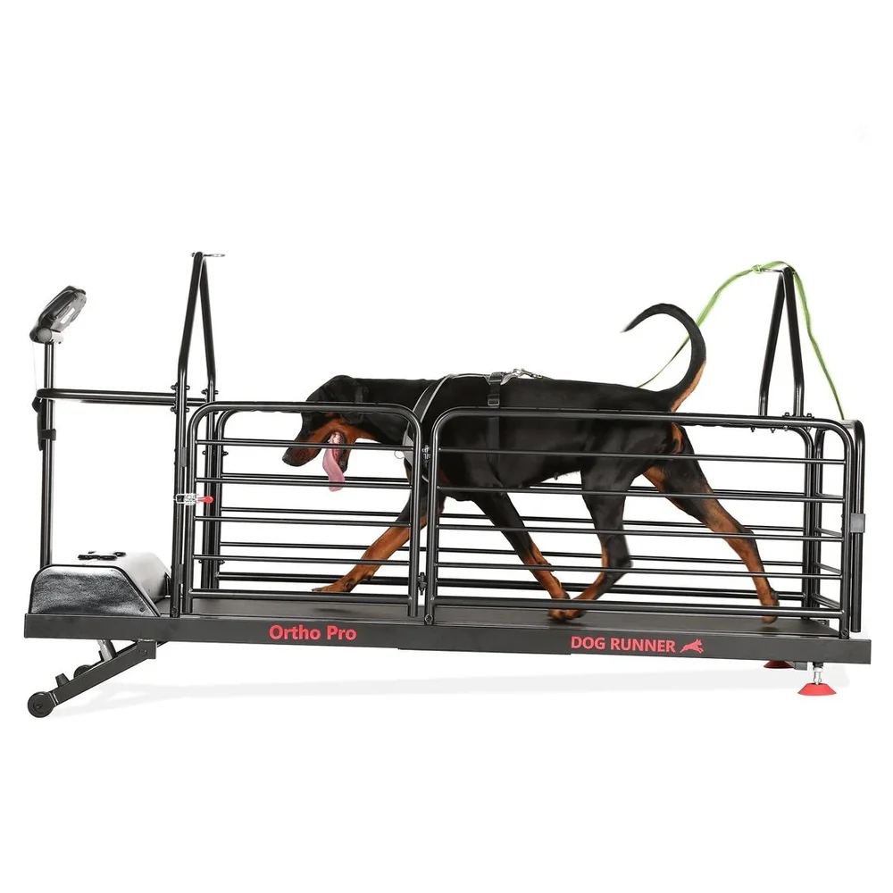 Comprehensive Dog Training Services in Olympia, WA — NW K9