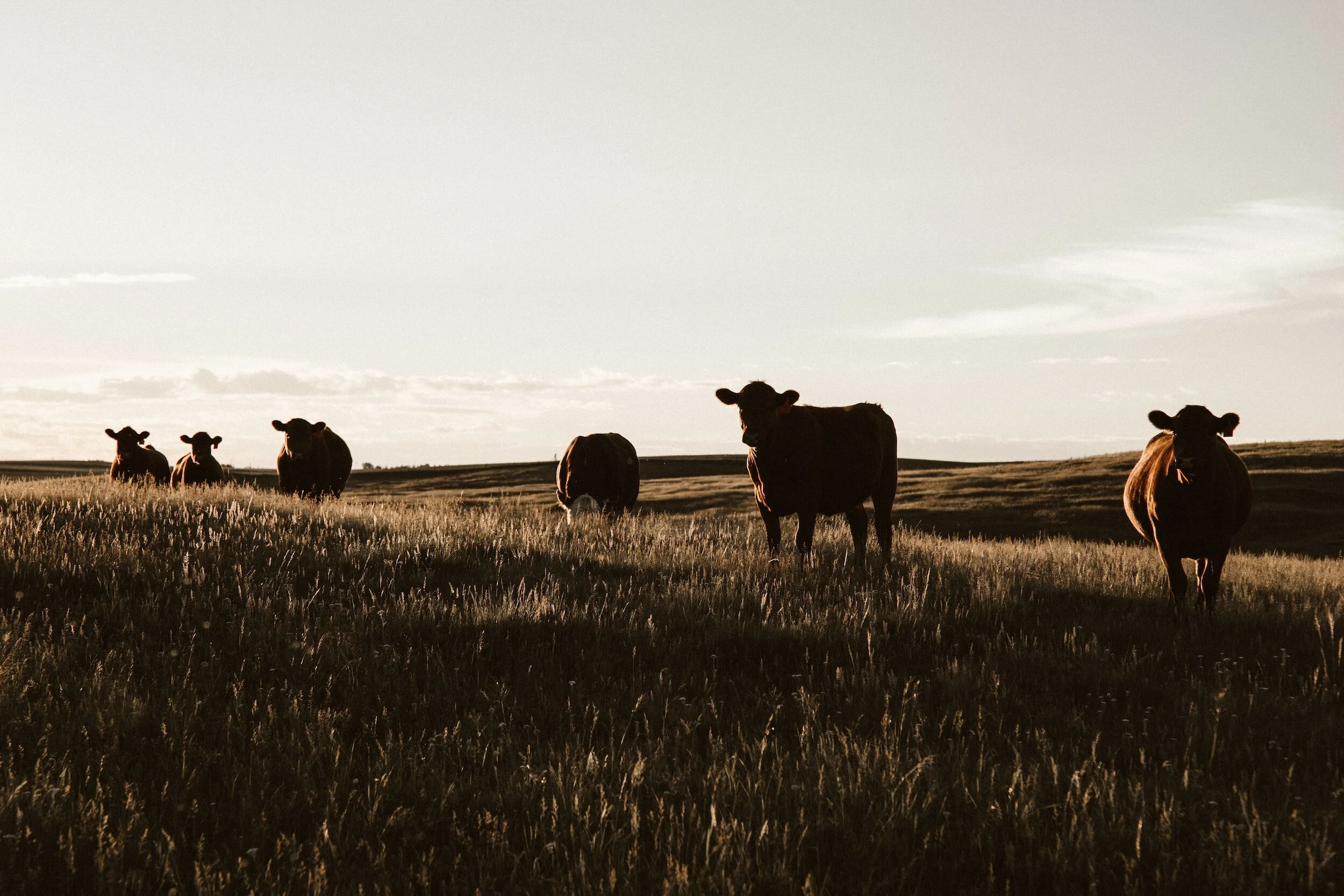 Blog — Fagan Family Farm