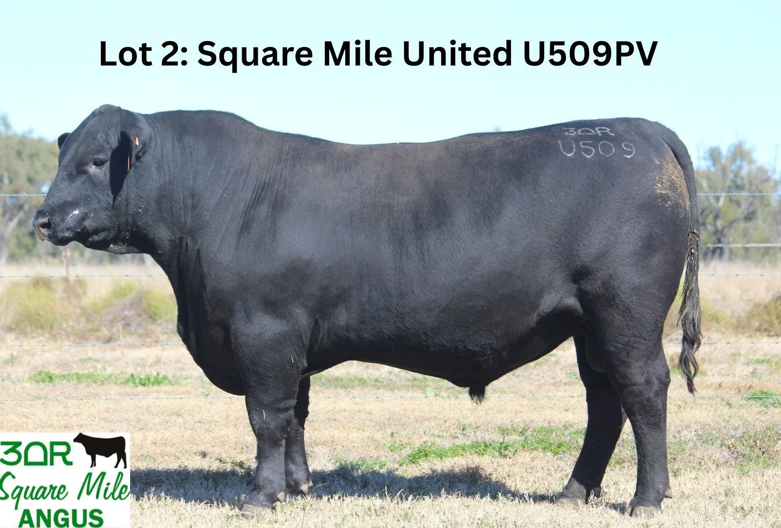 Sales 2025 — U8J Cattle Co