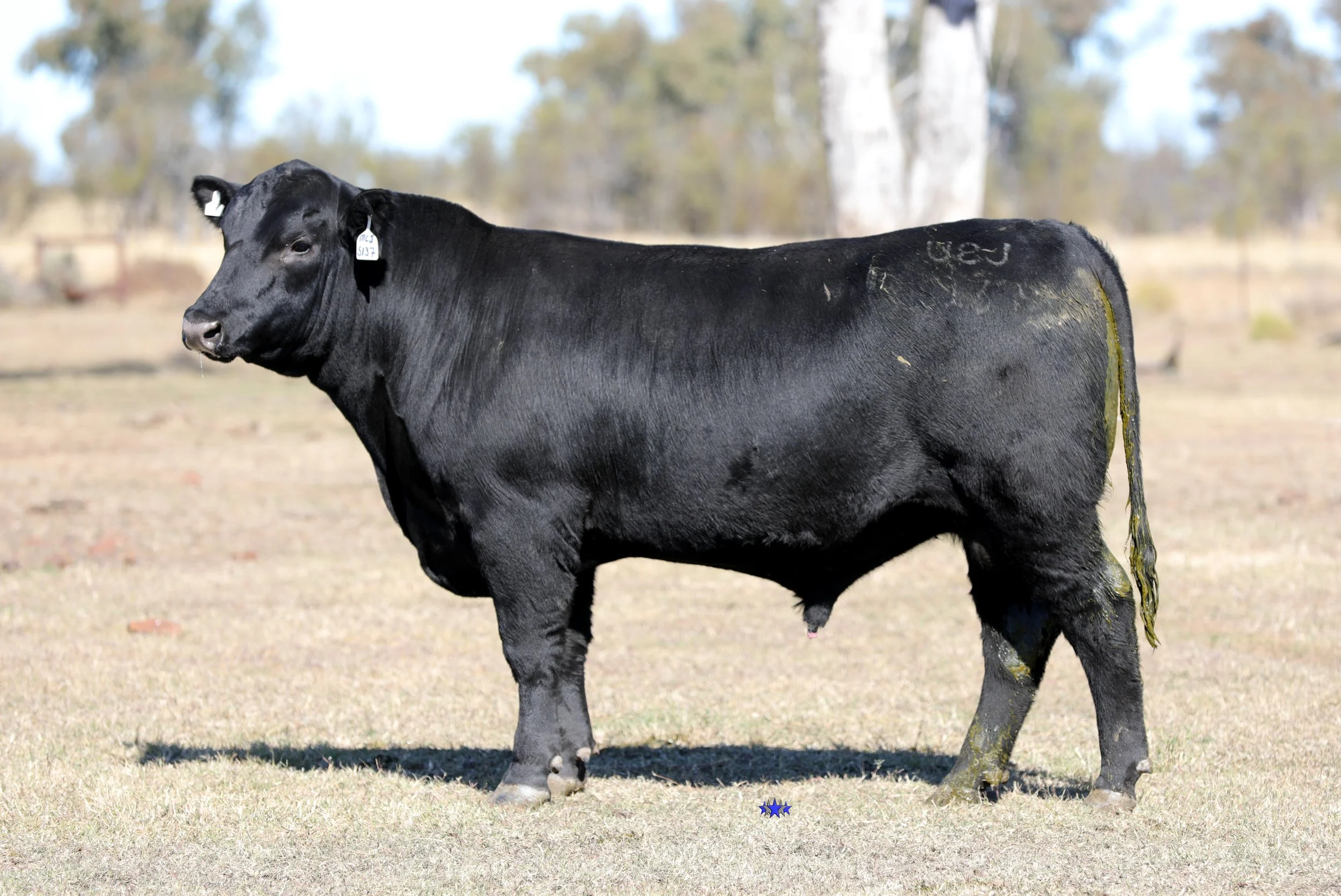 General 1 — U8J Cattle Co