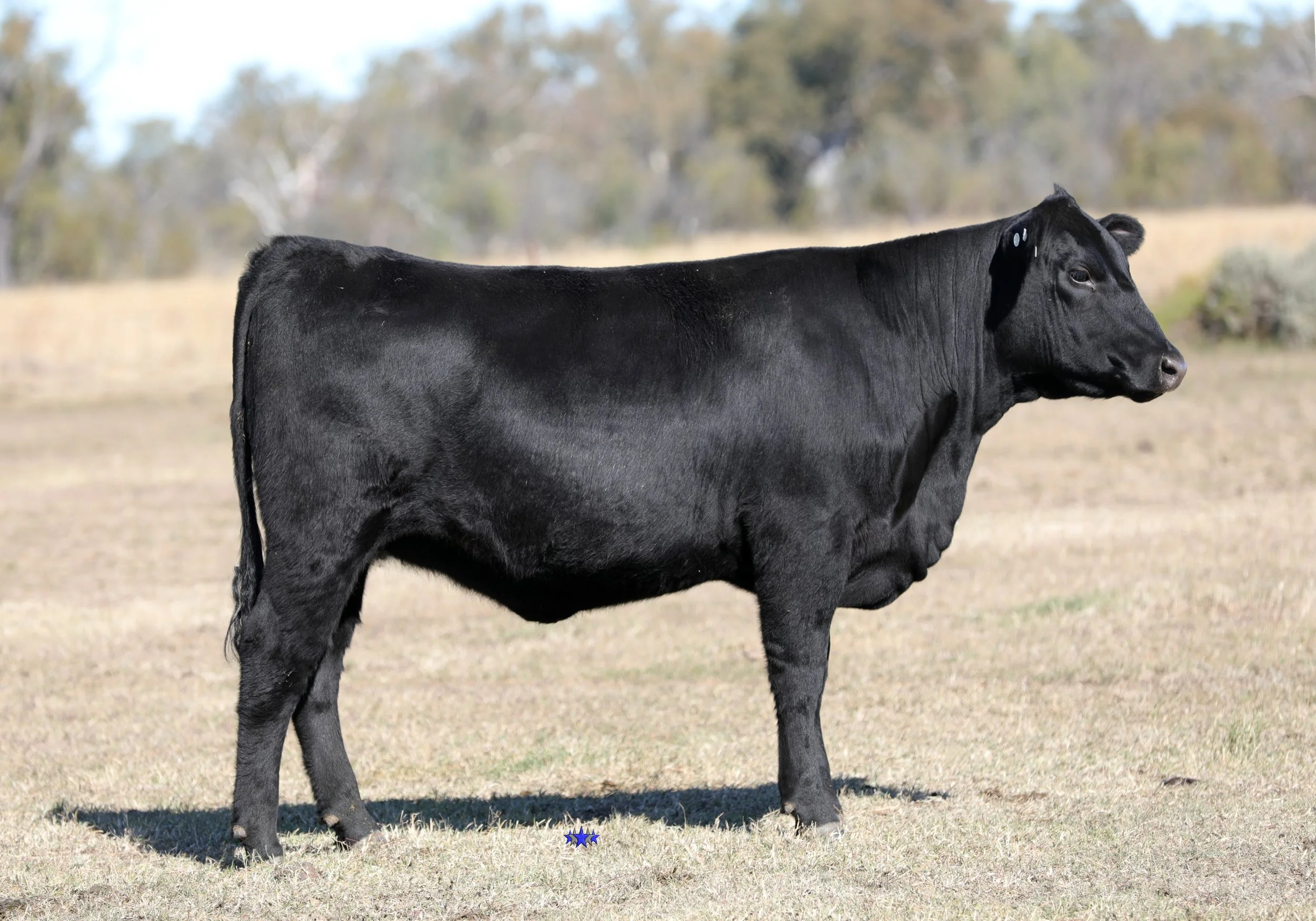 General 1 — U8J Cattle Co