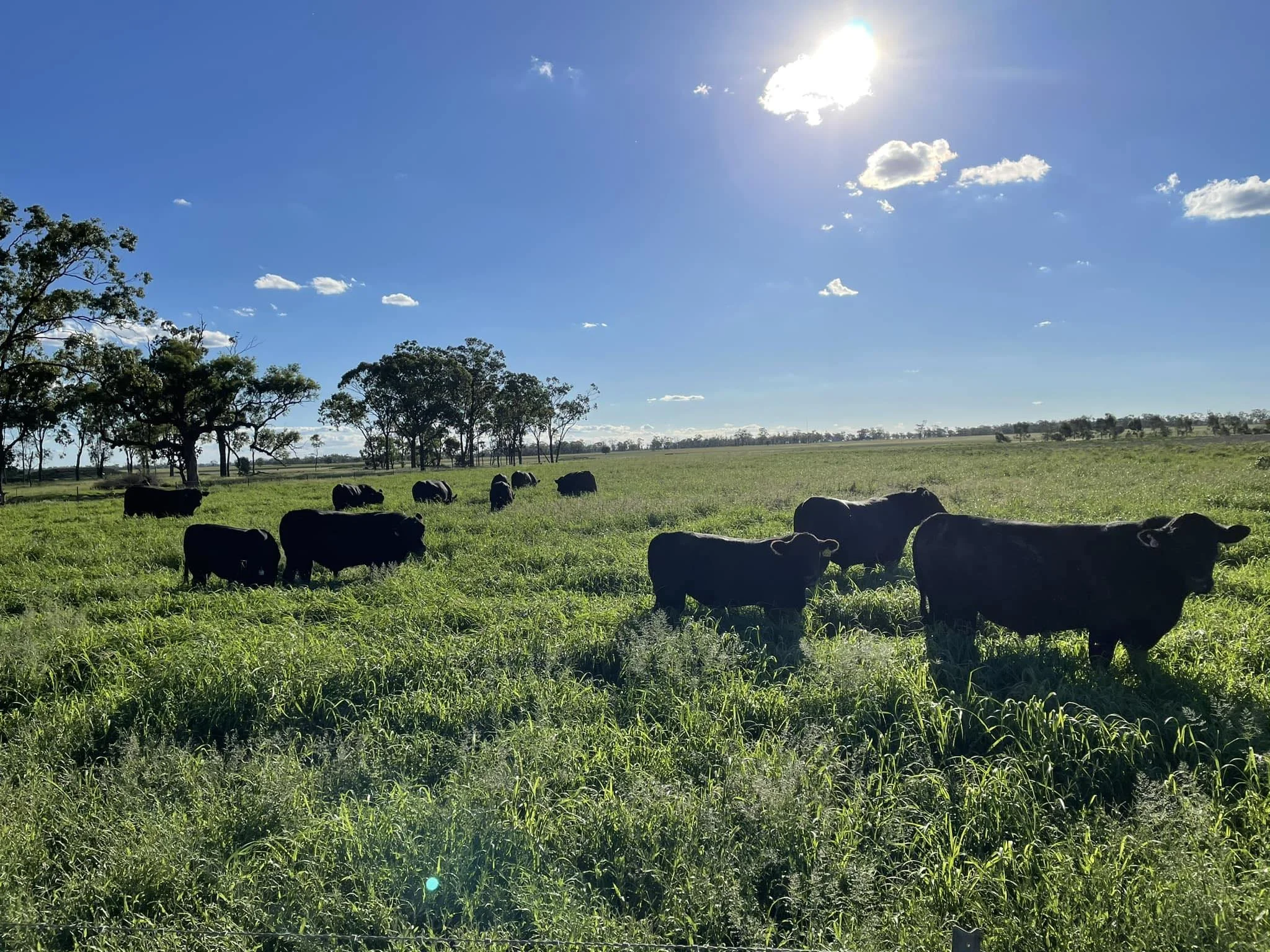 U8J Cattle Co.