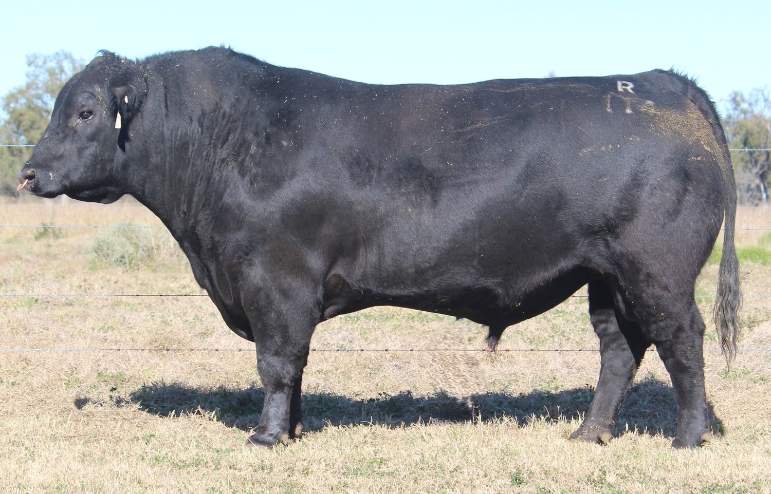 Sales 2025 — U8J Cattle Co