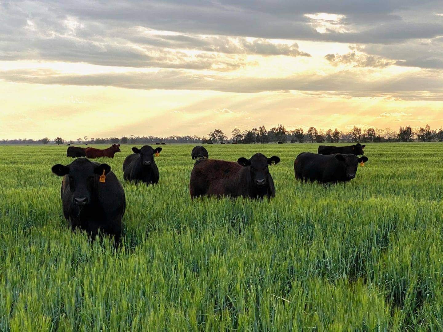 U8J Cattle Co.