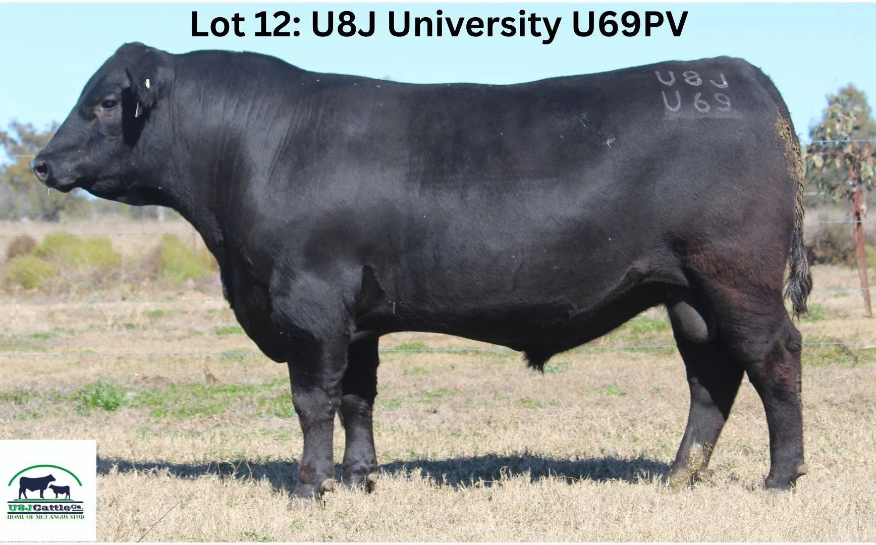 Sales 2025 — U8J Cattle Co