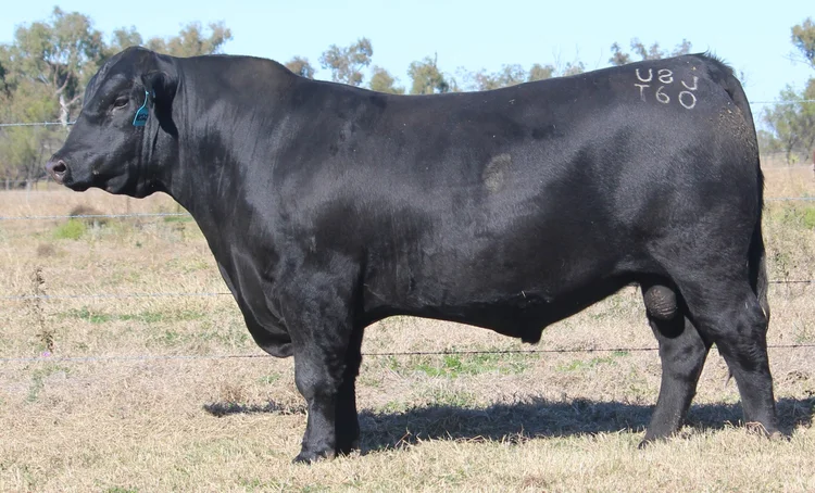 U8J Cattle Co, U8J Angus, U8J Home of MCJ Angus stud — U8J Cattle Co