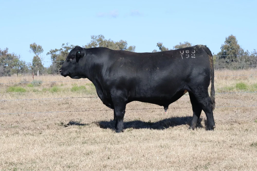 Sale 2024 — U8J Cattle Co