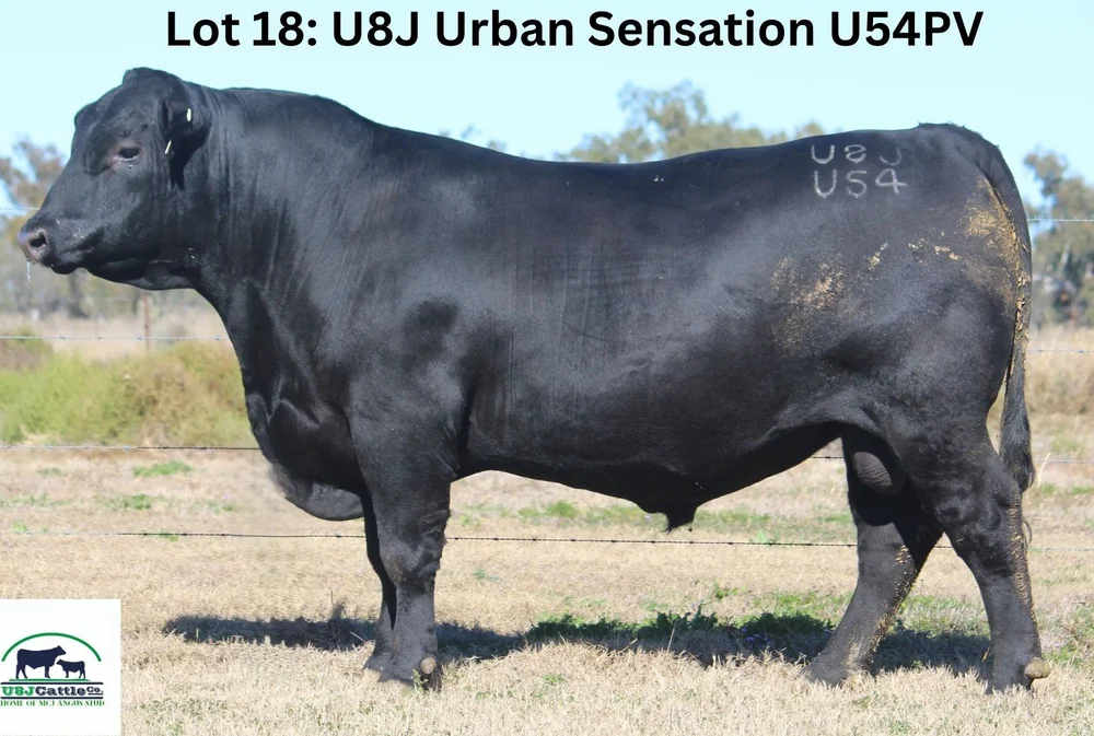Sales 2025 — U8J Cattle Co