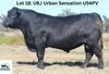 Sales 2025 — U8J Cattle Co